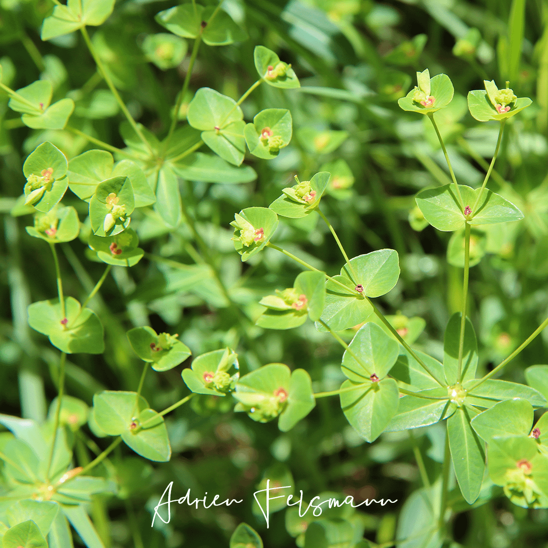 L'euphorbe, la plante vivace facile qui s'adapte à tous les jardins